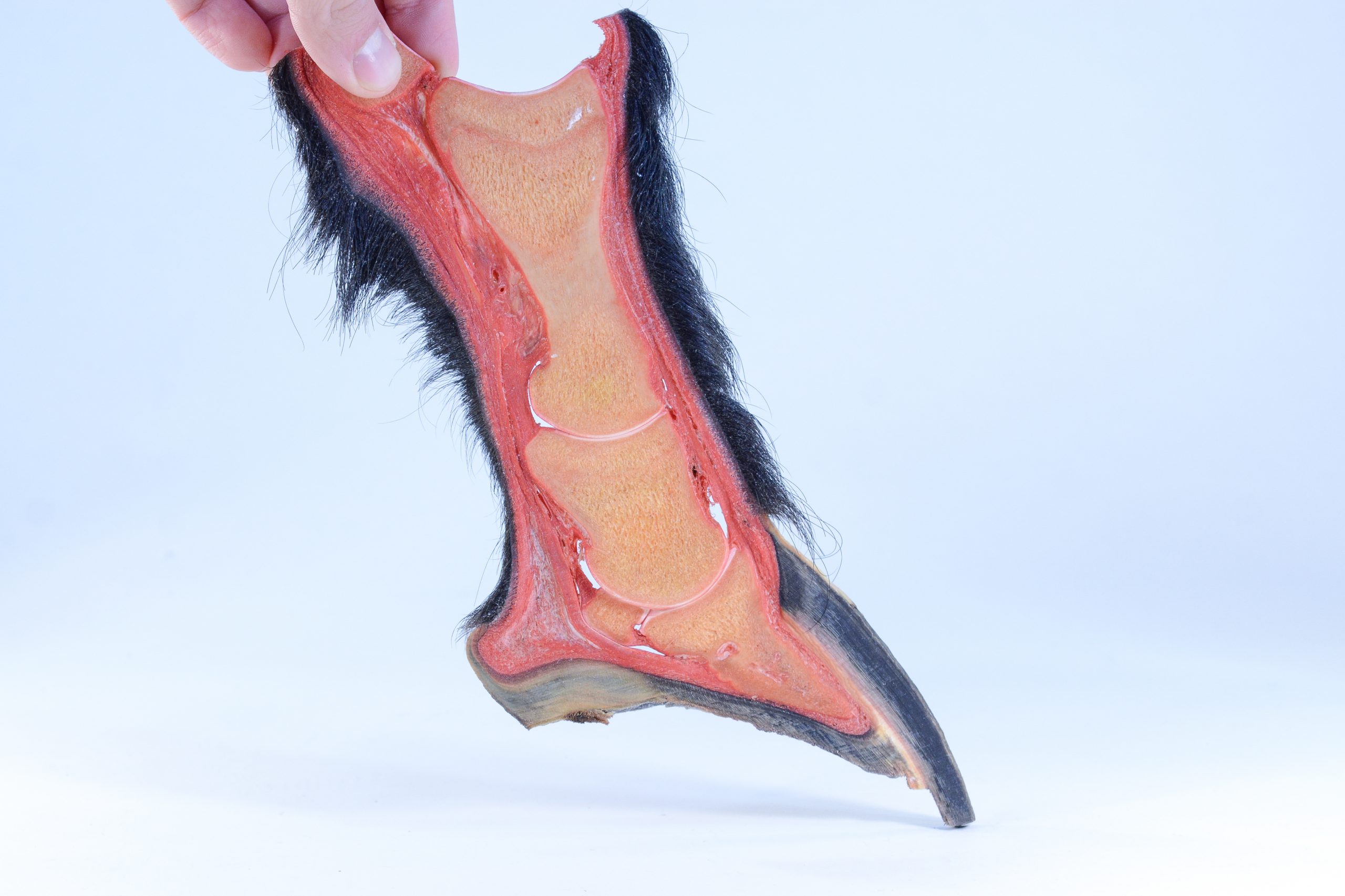 Equine foot sectional anatomy - Plastination shop