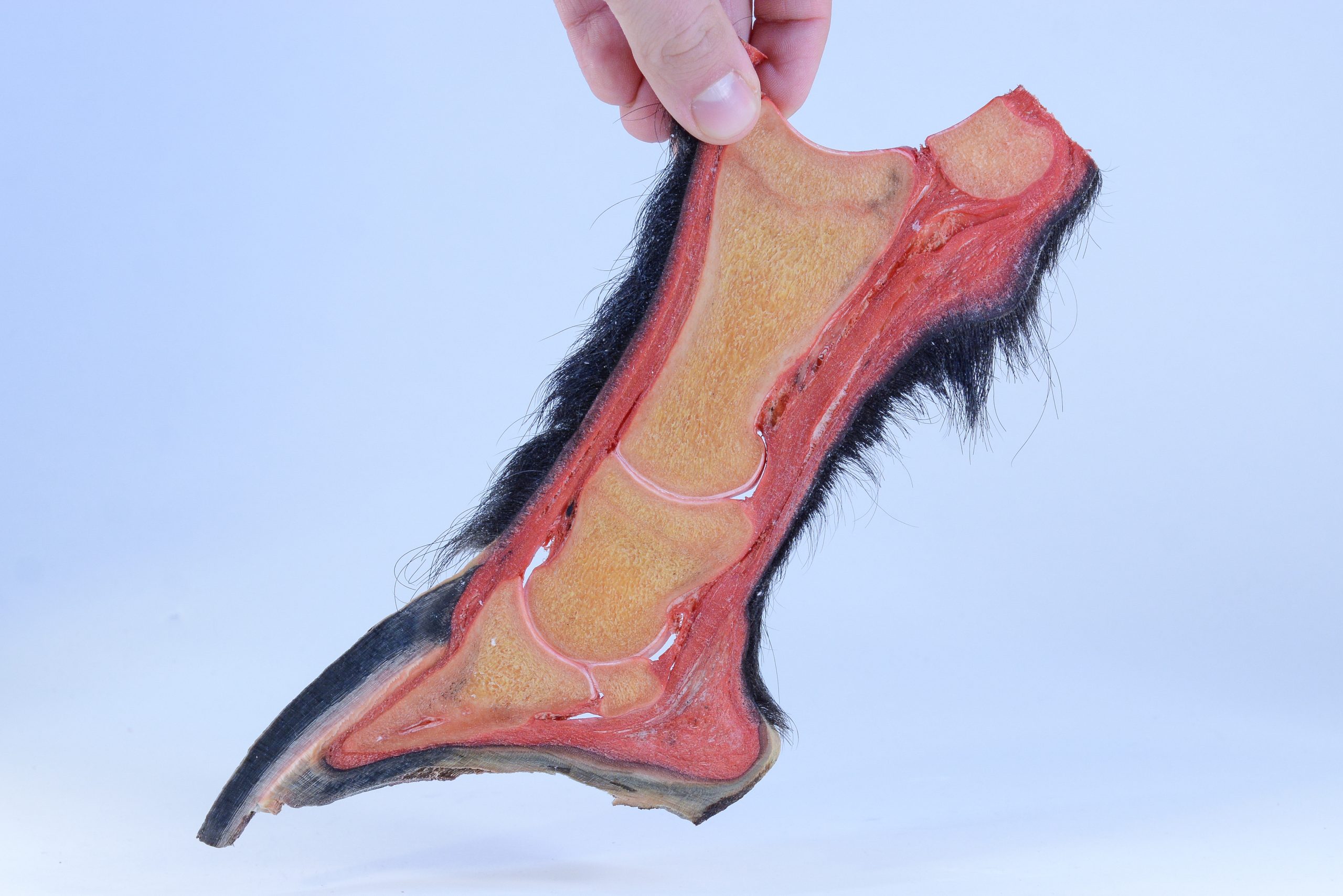Equine foot sectional anatomy - Plastination shop