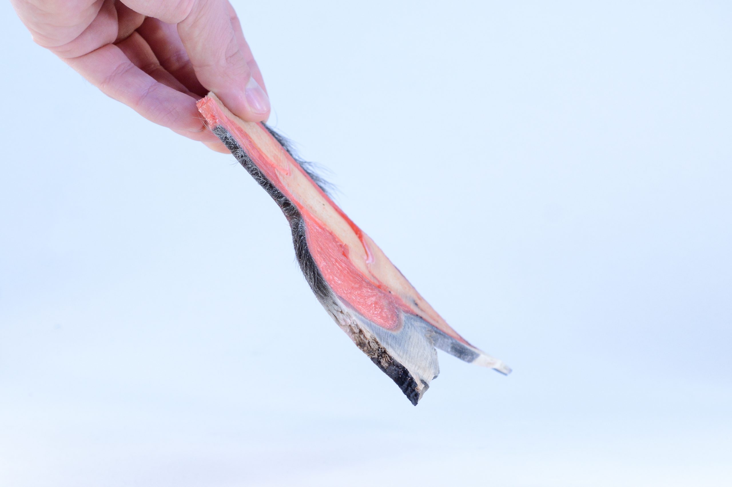 Equine foot sectional anatomy - Plastination shop