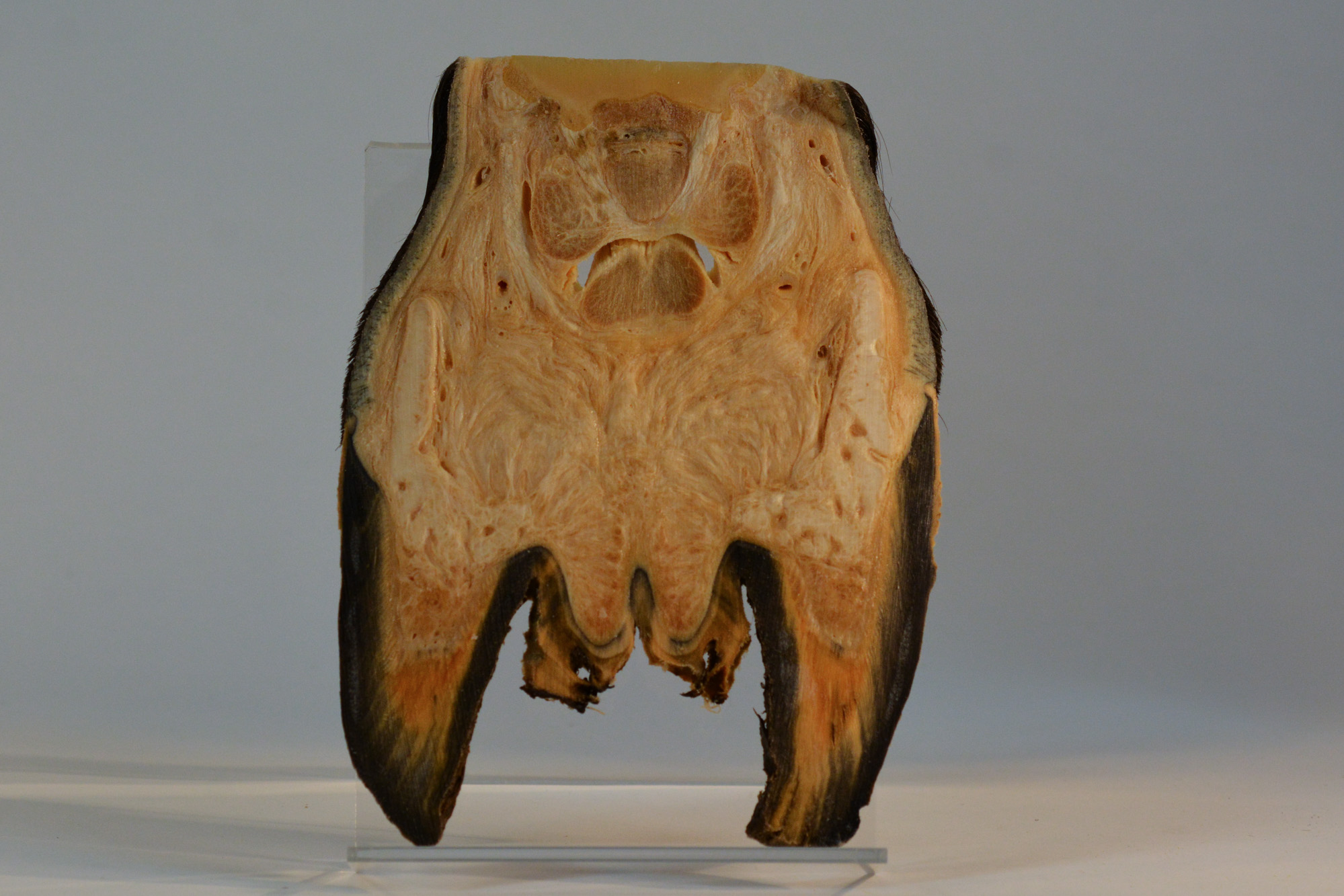 Hoof sectional anatomy plastinate - Plastination shop