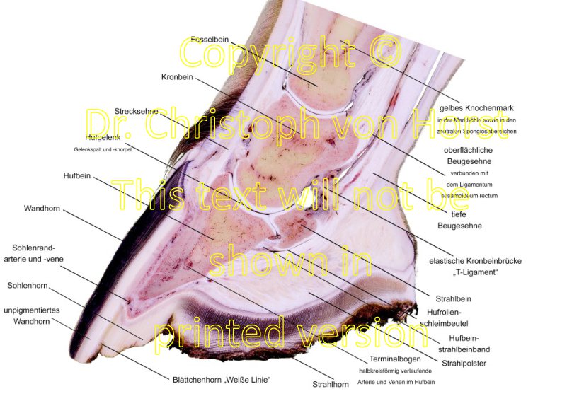 Ringbuch Anatomie Pferdehuf - Plastination Anatomy Embedding